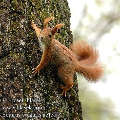 Eurasian Red Squirrel Sciurus Vulgaris