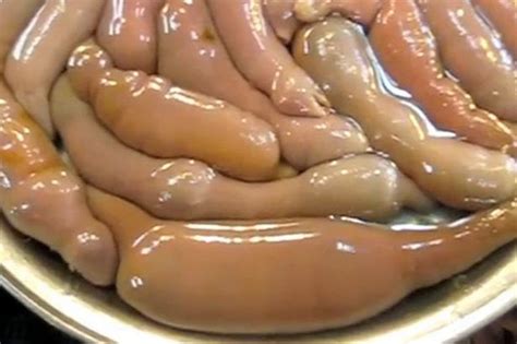 More Gems From The Gis For Penis The Penis Fish Imgur