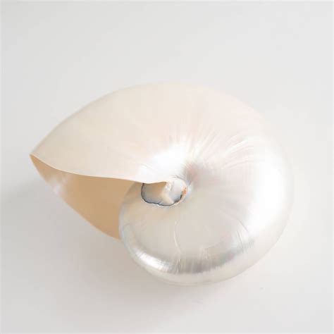 Vintage Chambered Nautilus Shell Natural Specimen The Vintage Advisor