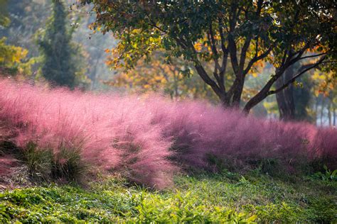 The Plant Library Pink Muhly Grass Muhlenbergia Capillaris The