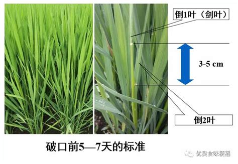 南粳系列品種廣大種植農戶請注意抓住雨空擋打好破口藥 每日頭條