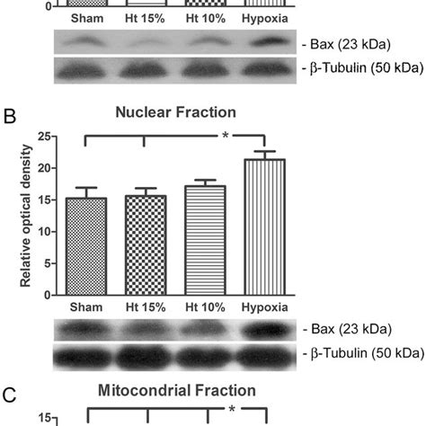 Western Blot Analysis The Relative Optical Density Of Neun Protein 46 Download Scientific