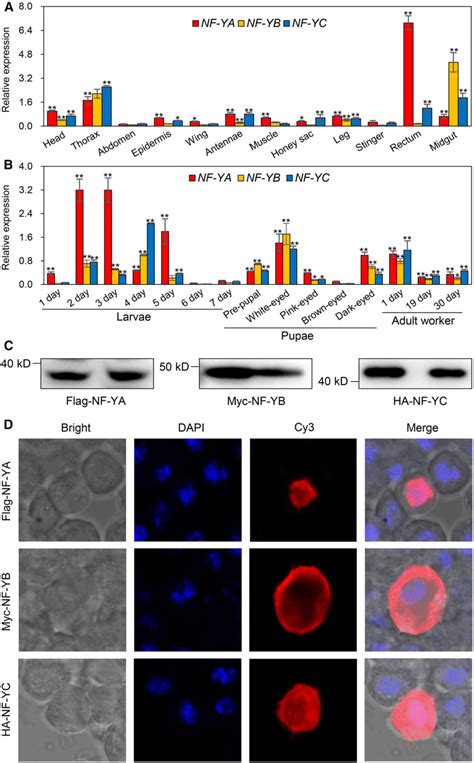 Temporal And Spatial Expression Patterns A B And Subcellular