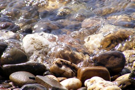 Free Images Beach Water Wave Wildlife Food Seafood Fish Fauna
