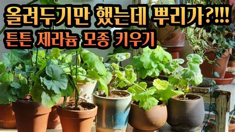 4k 뿌리 튼튼한 건강한 제라늄 모종으로 키우는 가장 쉬운 방법~ 제라늄 모종 키우기 Pelargonium