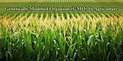 Genetically Modified Organism Gmo In Agriculture Assignment Point