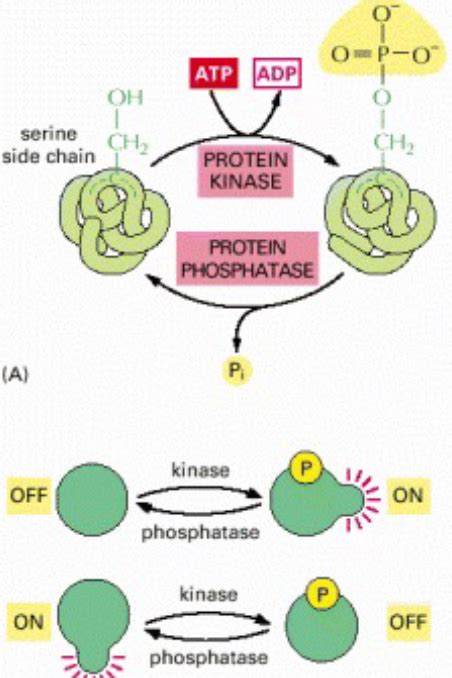 Topic 8 Cell Signalling Bs2004 Molecular And Cellular Biology Ii