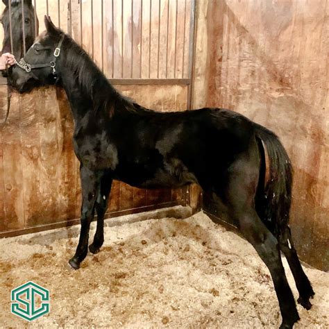 53 Pending El Zorros Star X Drop Dead Diva A Yearling Filly Sired