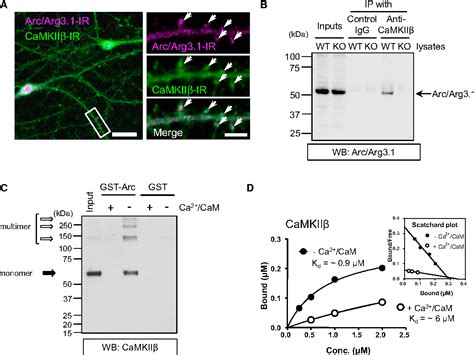 Figure 1 From Inverse Synaptic Tagging Of Inactive Synapses Via Dynamic Interaction Of Arc Arg3
