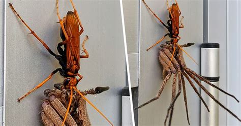 Tarantula Hawk Wasp Carries Off Paralyzed Huntsman Spider For Meal In