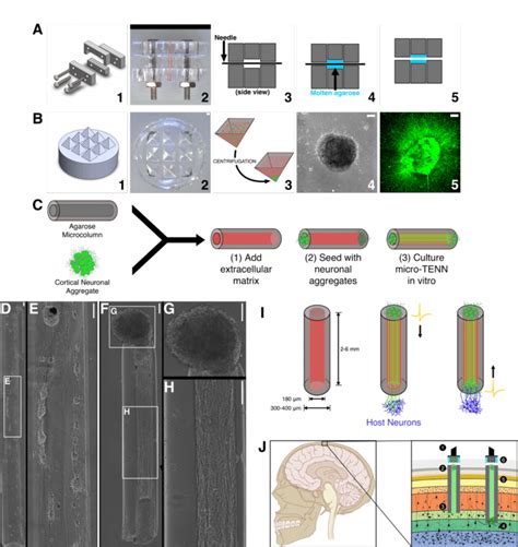 µtenn Fabrication And Living Electrode Concept µtenns Comprise A Download Scientific Diagram