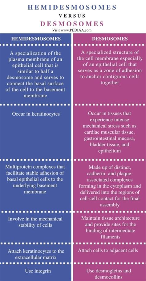 Hemidesmosome And Desmosome