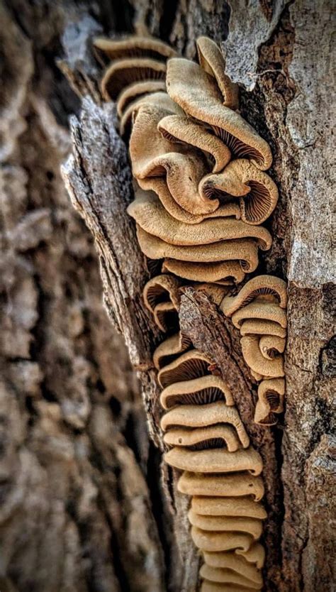 Lapping Fungus By Violet Lynn On Deviantart