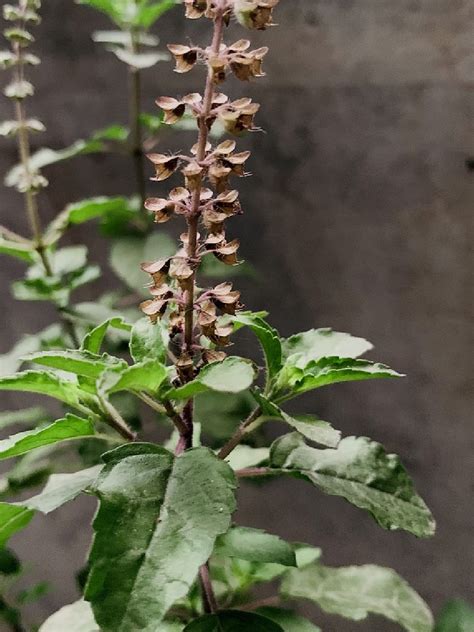 Jyeshtha Month 2024 Do These Tulsi Upay On Jeth Maas To Get Rid All Problems