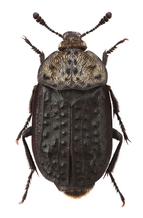 Thanatophilus Carrion Beetles Identification Facts And Taxonomy