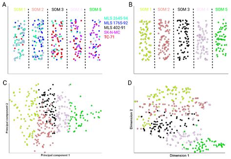 Identification Of Subpopulations A Self Organizing Map With 1 × 5 Download Scientific