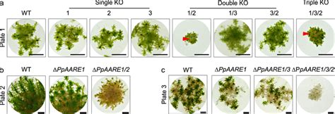 Physcomitrella Gametophore Colonies Of Varying Age A Colonies Of All