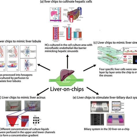Pdf Current Advances On 3d Bioprinted Liver Tissue Models