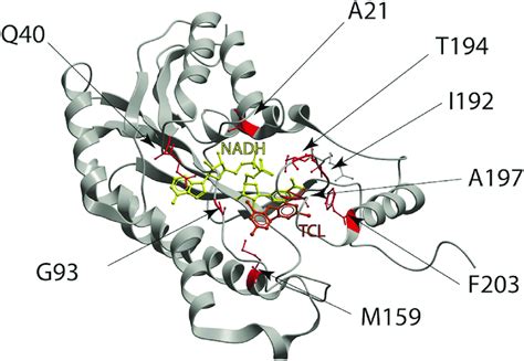 Three Dimensional Structure Of Fabi Pdb Id 1qsg 23 With Nad