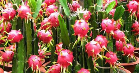 Inilah Cara Mudah Menanam Buah Naga Dalam Pot Agar Berbuah Lebat