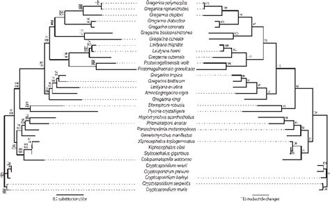 topology of maximum likelihood 2 500 replicate bootstrap consensus tree