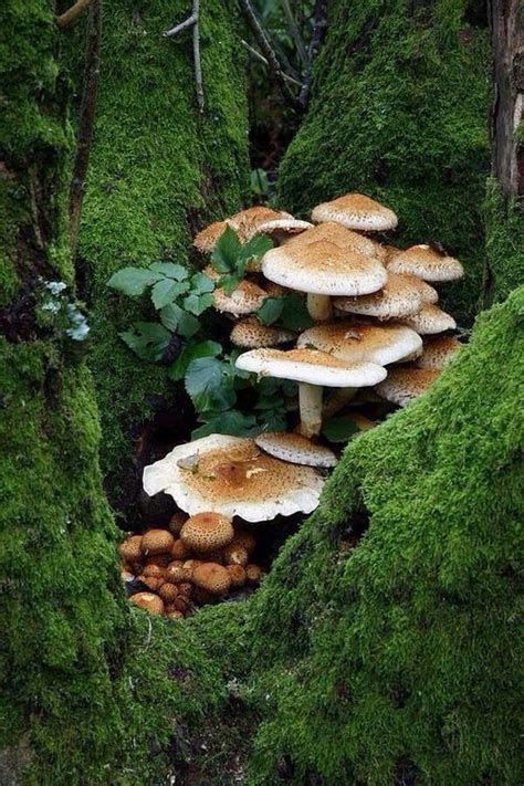 苔藓 高清图片堆糖美图壁纸兴趣社区