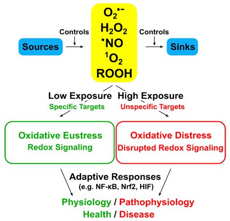 Antioxidants Free Full Text Oxidative Stress Concept And Some
