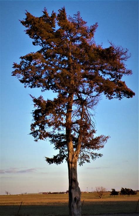 Ceder Tree Stands Alone Photograph By Cody Messick Fine Art America
