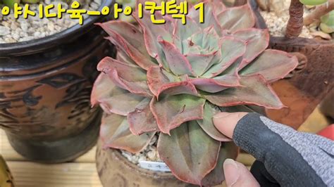 야시👧가 다육🌼🌸🥀들과 데이트💕해요~ Succulent Plants 데이트 다육이름 多肉植物 Youtube