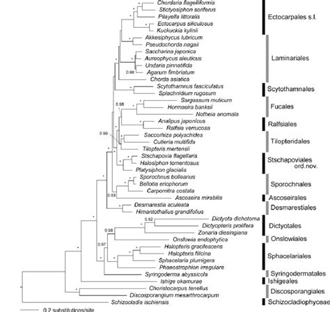 bayesian consensus tree based on concatenated dna sequences