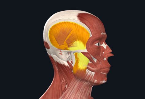 Head And Neck Musculoskeletal Flashcards Quizlet