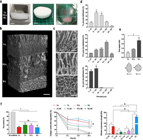 Cross Linked 3 L Scaffolds Present Three Distinct Yet Integrated Layers