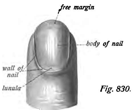Sobotta 1914 Fig830 Top Of The Finger English Labels Anatomytool