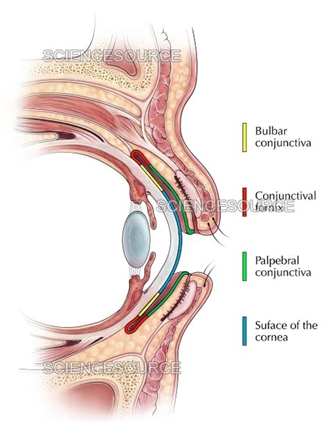 Conjunctiva Illustration Stock Image Science Source Images