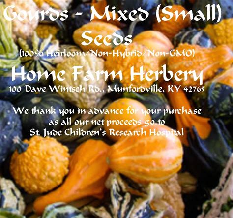 Gourd Seeds At Home Farm Herbery Its Better Handmade