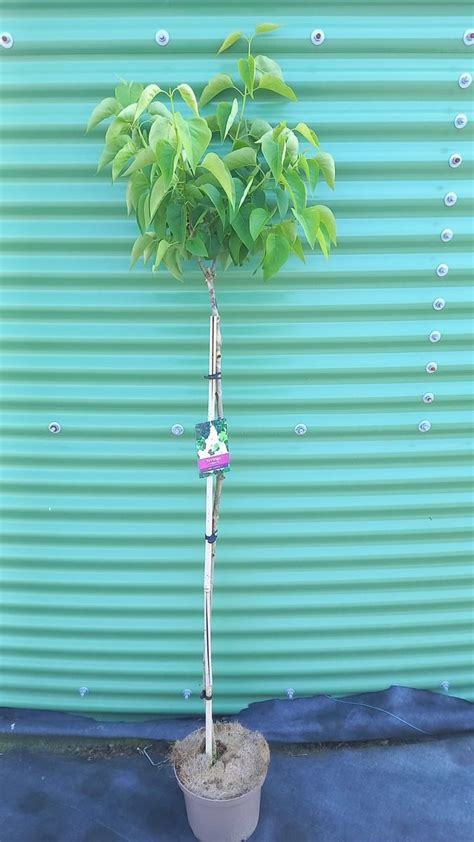 Syringa Vulgaris Mme Lemoine — Plant Wholesale Floraccess