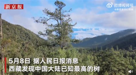 西藏发现我国大陆最高树王官方不建议驴友来打卡 北晚在线