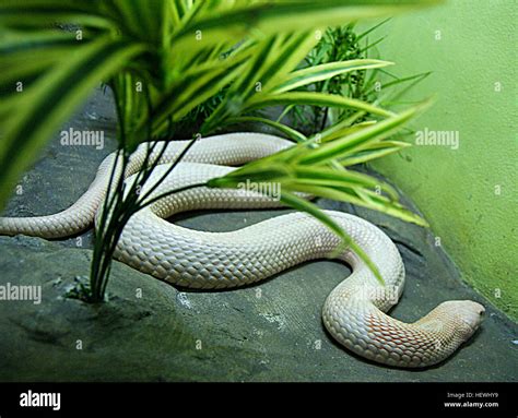 The Burmese Python A Large Non Venomous Snake Native To Southeast Asia