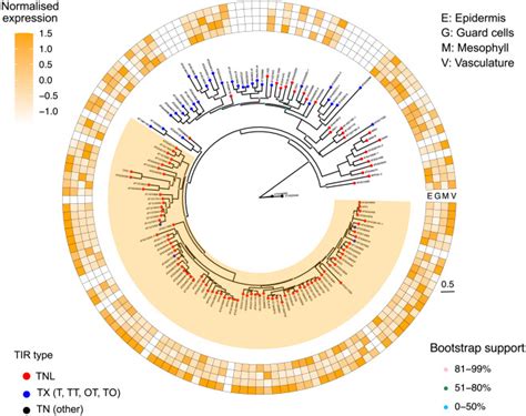 Cell Type Specific Responses To Fungal Infection In Plants Revealed By