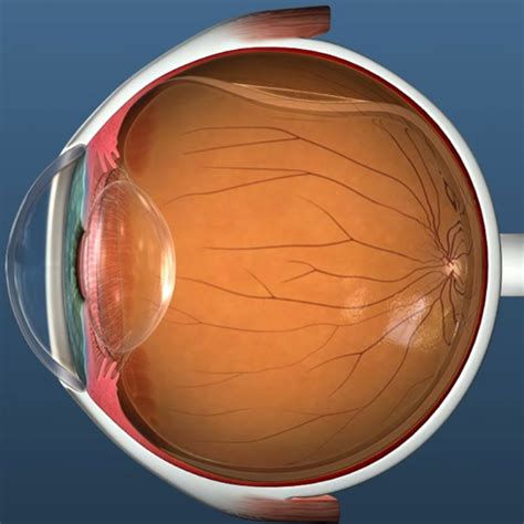 Rd Cross Section Retina Doctor