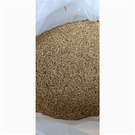 Продаем ячмень — Agro Kazakhstan