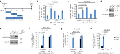 Notch Inhibition Promotes Keratinocyte Reprogramming By Suppressing