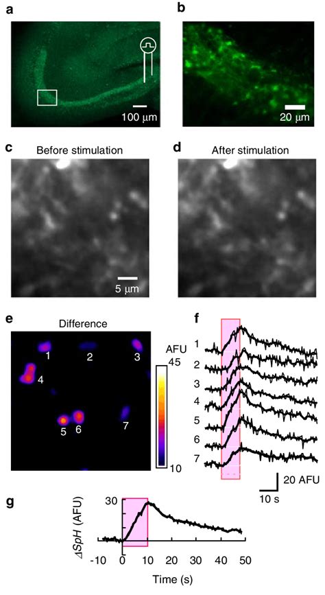 Synaptic Vesicle Dynamics In Individual Large Mf Boutons Lmfbs In The