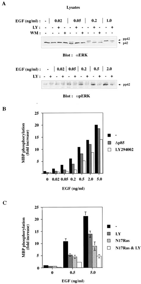 Pi 3 Kinase Inhibitors Block Erk2 Phosphorylation And Activation
