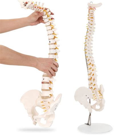 Buy HINGONS Spine Model 34 Flexible Life Size Spinal Cord Model