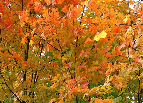 Trees Orange Yellow Free Photo On Pixabay Pixabay