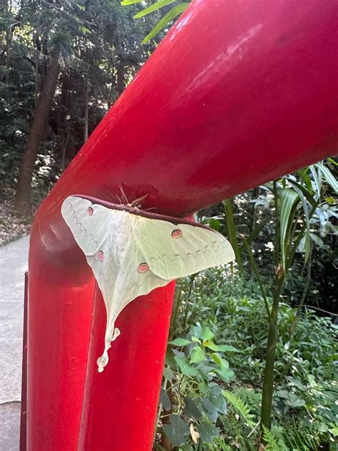 鑑定 長尾水青蛾照片分享 昆蟲板 Dcard