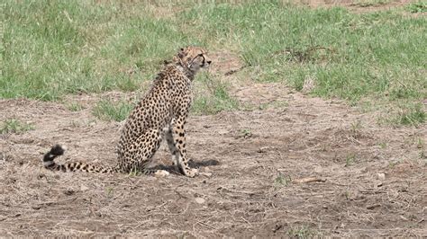 India Cheetah Births Sparks Interest In Fast Felines In Neighboring Nepal