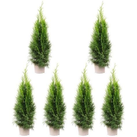 Туя Смарагд Живий паркан h- 100 см ком Пірамідальна крона Хвоя зелена ...