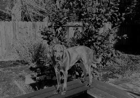 Opencv ガンマ補正、ネガポジ反転、ポスタリゼーションを行う方法 Pystyle